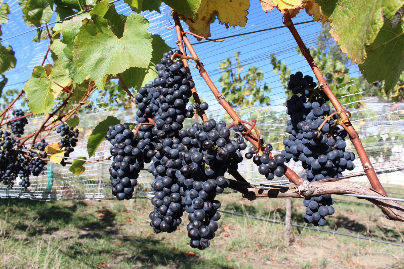 Welcome to Margrain Vineyard