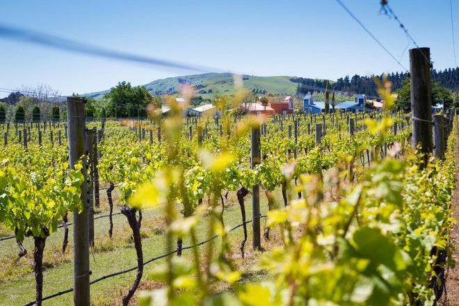 Welcome to Margrain Vineyard